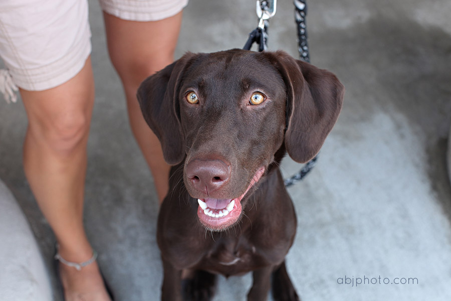Atlanta Lab Rescue Adoption Day! - ABJ Photography Blog