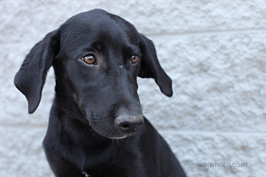 Atlanta Lab Rescue Adoption Day! - ABJ Photography Blog