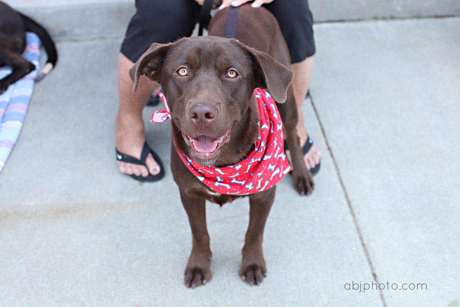 Atlanta Lab Rescue Adoption Day! - ABJ Photography Blog