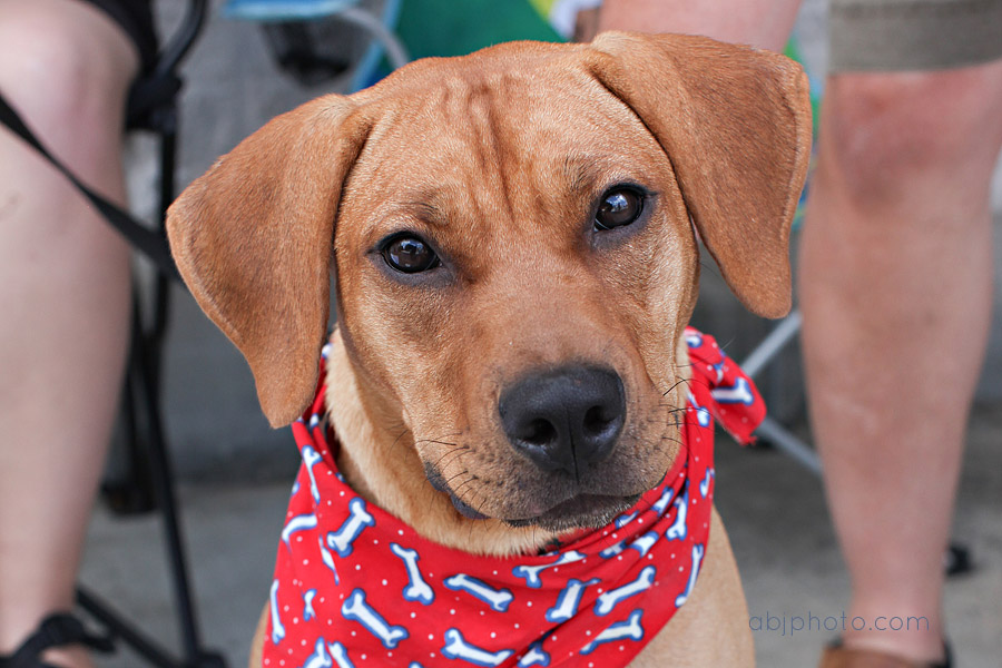 Atlanta Lab Rescue Adoption Day! - ABJ Photography Blog