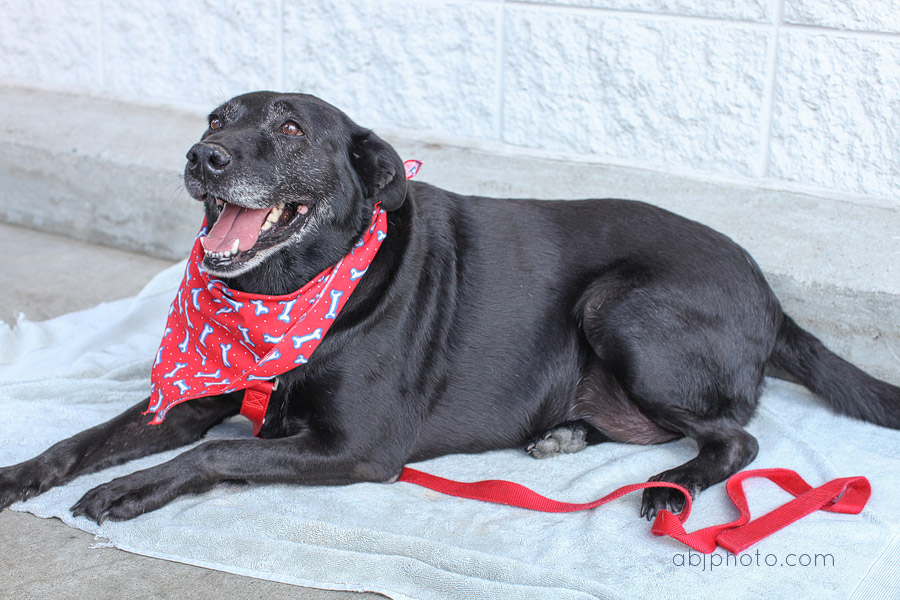 Atlanta Lab Rescue Adoption Day! - ABJ Photography Blog
