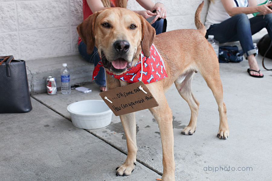 Atlanta Lab Rescue Adoption Day! - ABJ Photography Blog