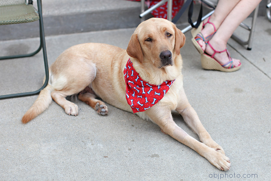 Atlanta Lab Rescue Adoption Day! - ABJ Photography Blog