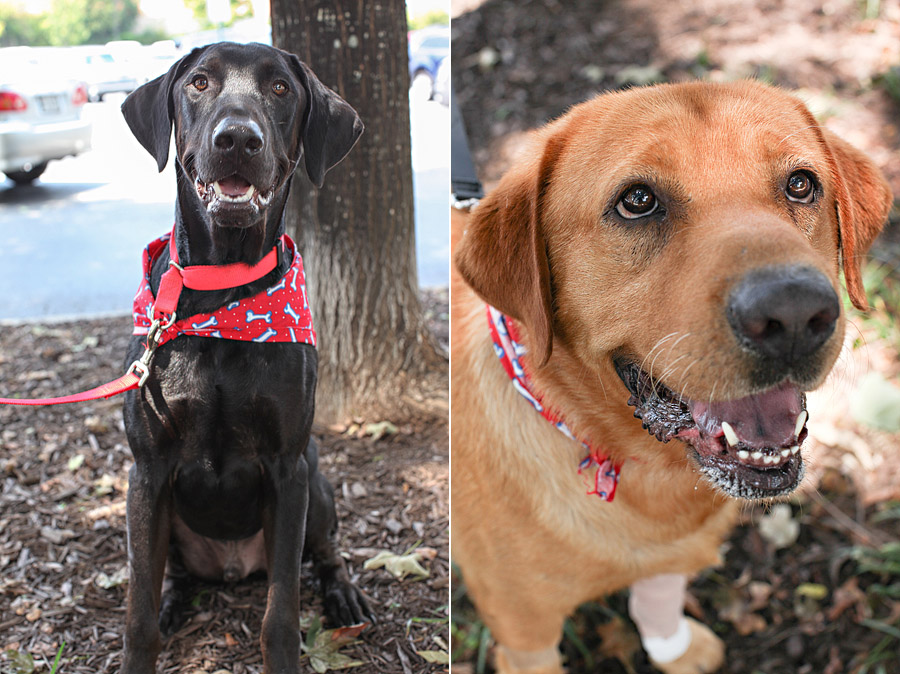 Atlanta Lab Rescue Adoption Day! - ABJ Photography Blog