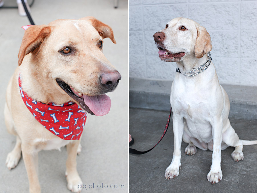 Atlanta Lab Rescue Adoption Day! - ABJ Photography Blog