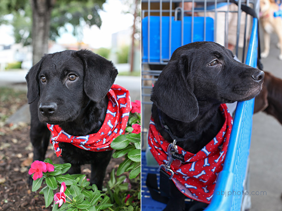 Atlanta Lab Rescue Adoption Day! - ABJ Photography Blog
