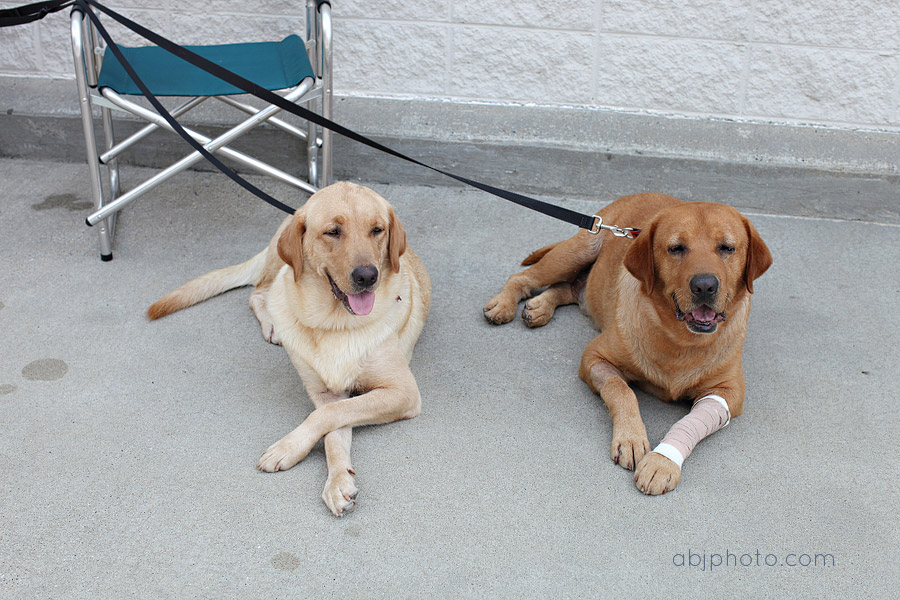 Atlanta Lab Rescue Adoption Day! - ABJ Photography Blog