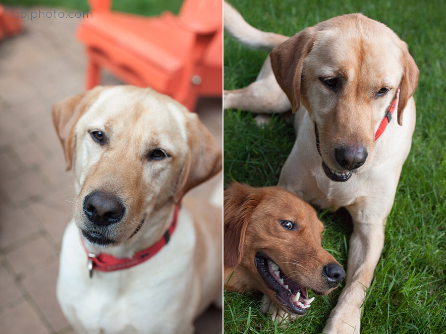 Atlanta Lab Rescue Foster Dogs | Champ + Bailey - ABJ Photography Blog