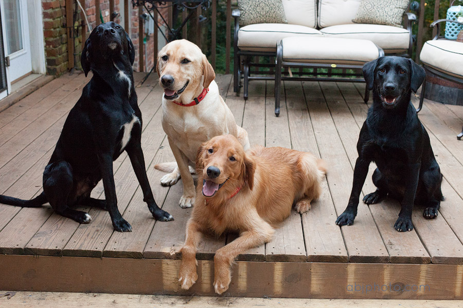 Atlanta Lab Rescue Foster Dogs | Champ + Bailey - ABJ Photography Blog