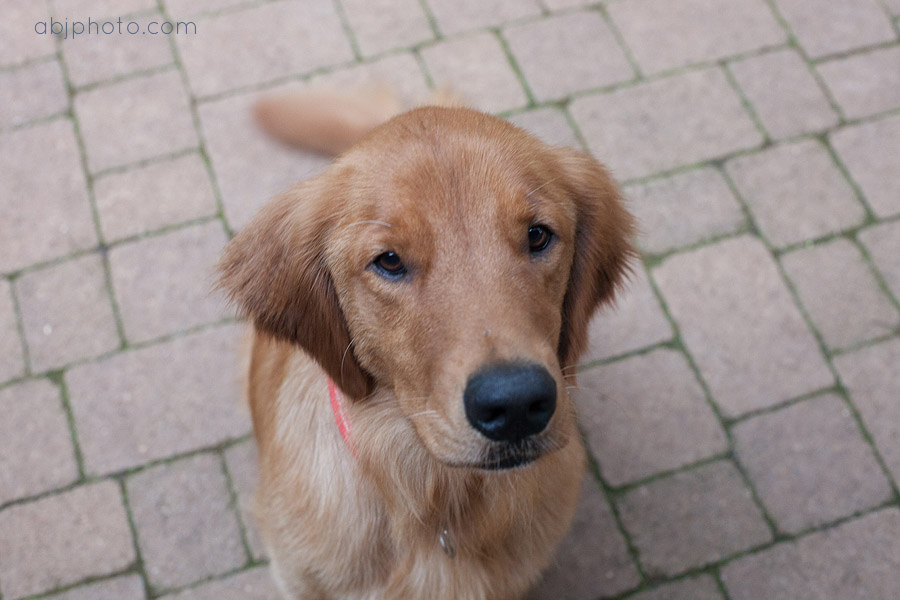 Atlanta Lab Rescue Foster Dogs | Champ + Bailey - ABJ Photography Blog