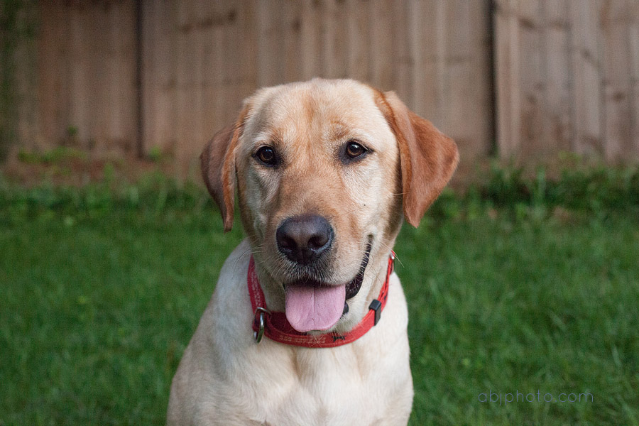 Atlanta Lab Rescue Foster Dogs | Champ + Bailey - ABJ Photography Blog
