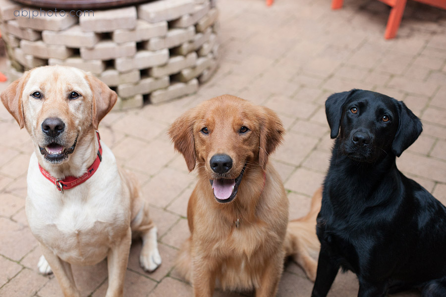 Atlanta Lab Rescue Foster Dogs | Champ + Bailey - ABJ Photography Blog
