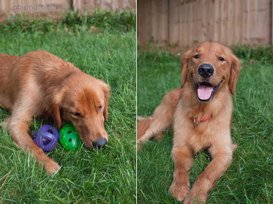 Atlanta Lab Rescue Foster Dogs | Champ + Bailey - ABJ Photography Blog