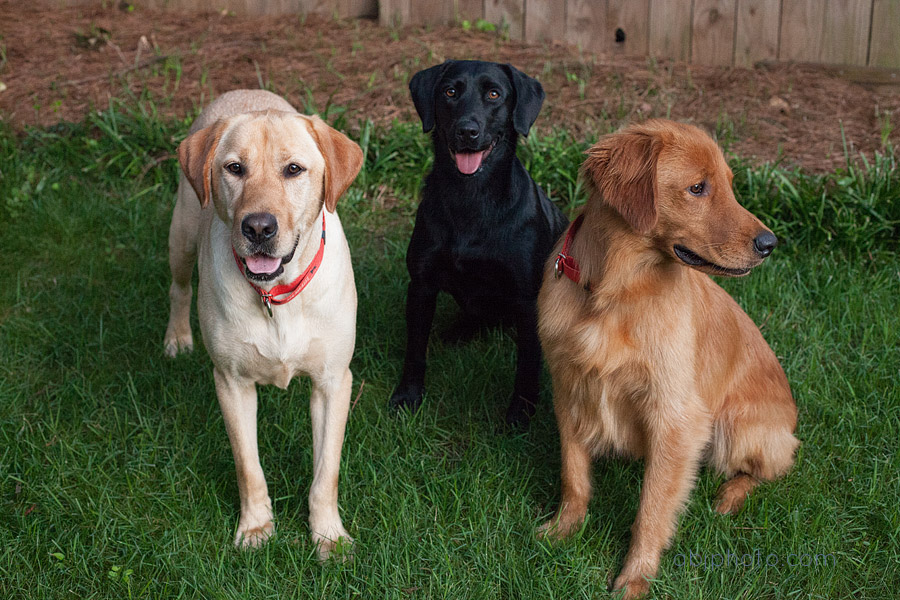 Atlanta Lab Rescue Foster Dogs | Champ + Bailey - ABJ Photography Blog