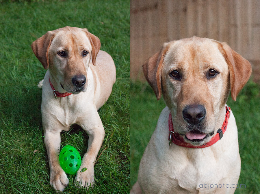 Atlanta Lab Rescue Foster Dogs | Champ + Bailey - ABJ Photography Blog