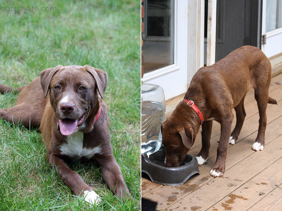 Atlanta Lab Rescue Foster Dog | Koz - ABJ Photography Blog