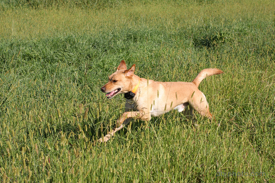 Atlanta Dog Photographer | Dazzle, Max, Riley, Kenzo, Momma, and Candy ...