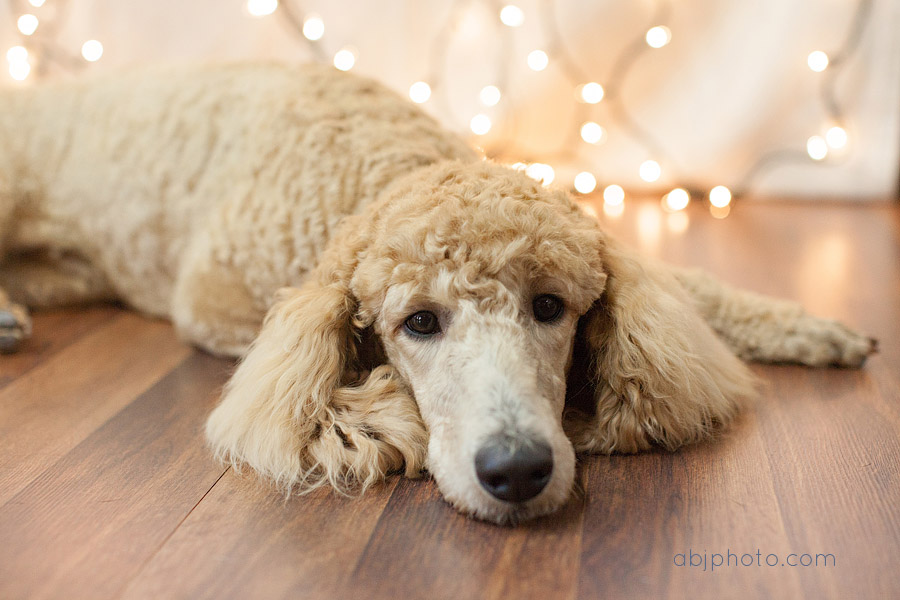 Dog portrait studio Roswell | Club K9 Dog grooming and portraits ABJ ...