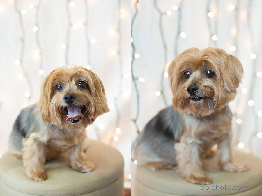Dog portrait studio Roswell | Club K9 Dog grooming and portraits ABJ ...