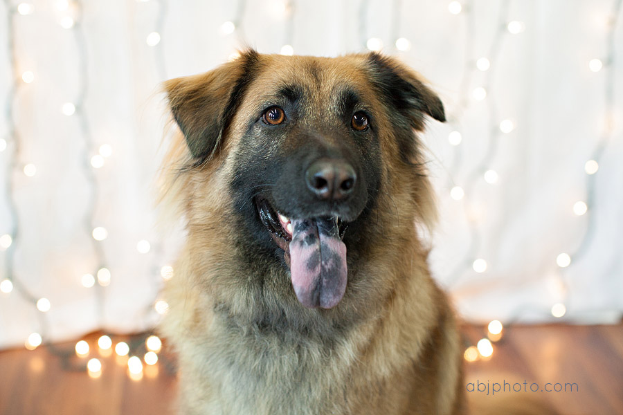 Dog portrait studio Roswell | Club K9 Dog grooming and portraits ABJ ...
