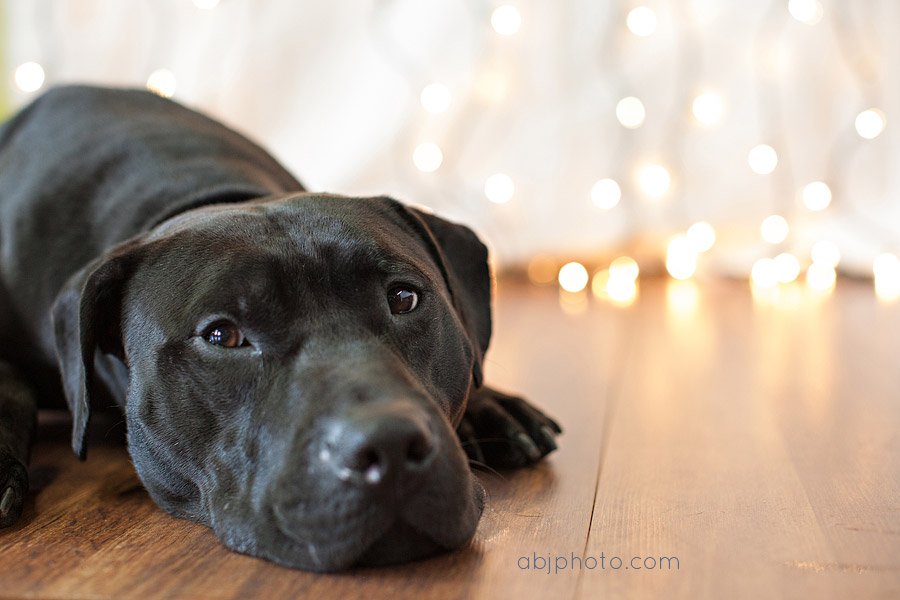Dog portrait studio Roswell | Club K9 Dog grooming and portraits ABJ ...