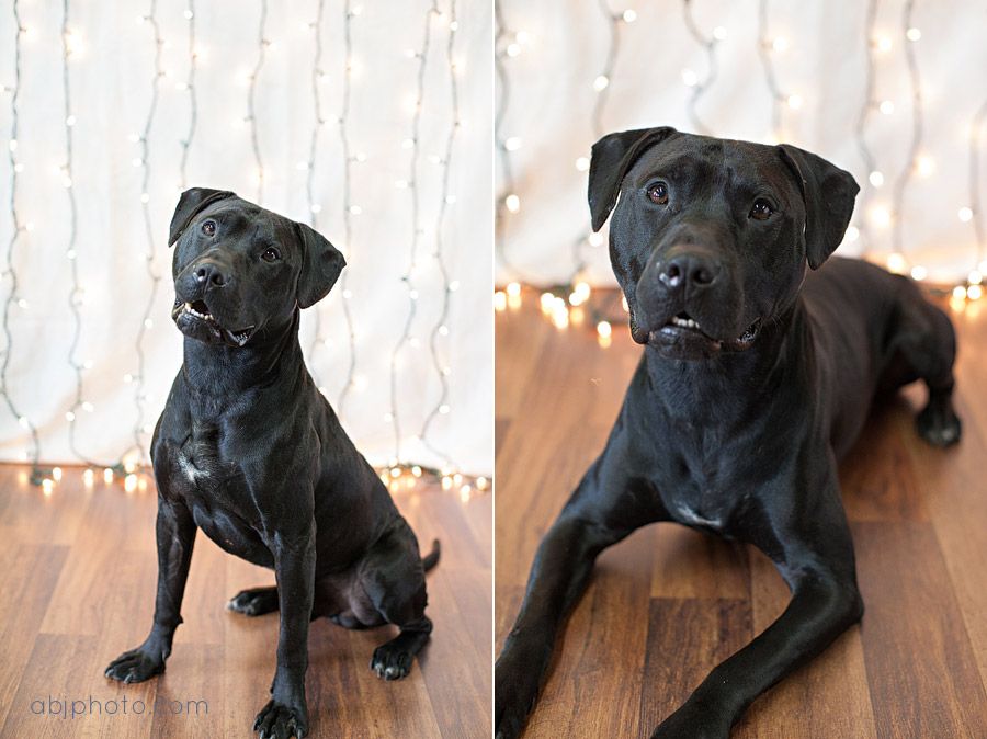 Dog portrait studio Roswell | Club K9 Dog grooming and portraits ABJ ...