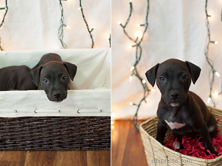Dog portrait studio Roswell | Club K9 Dog grooming and portraits ABJ ...
