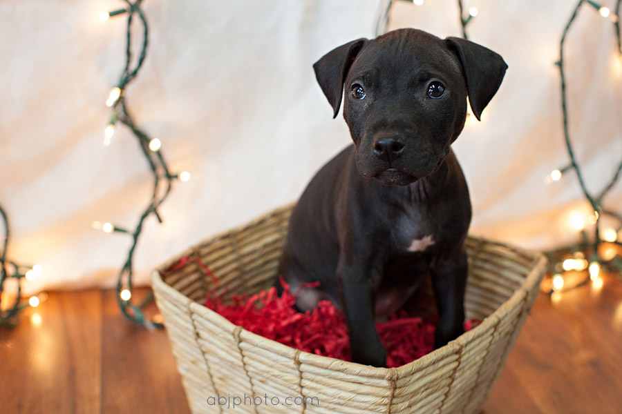 Dog portrait studio Roswell | Club K9 Dog grooming and portraits ABJ ...