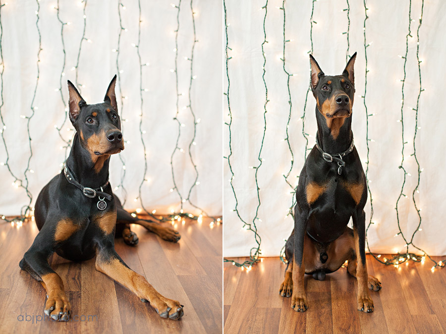 Dog portrait studio Roswell | Club K9 Dog grooming and portraits ABJ ...