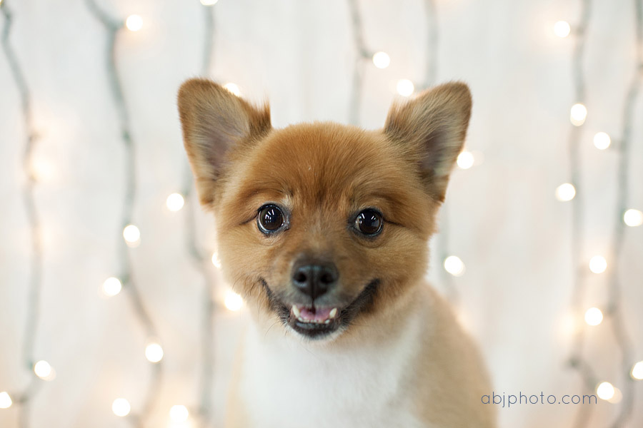 Dog portrait studio Roswell | Club K9 Dog grooming and portraits ABJ ...