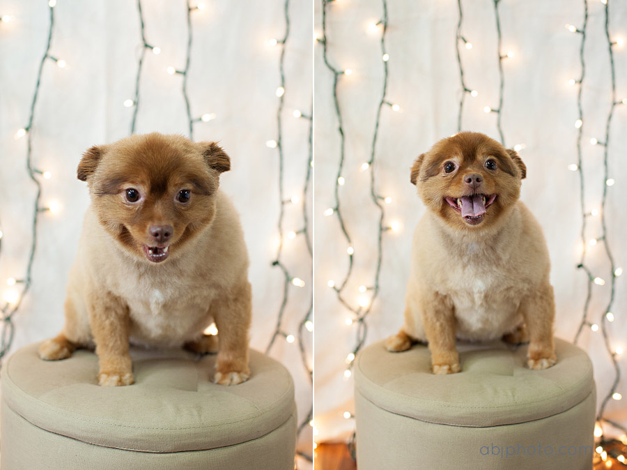 Dog portrait studio Roswell | Club K9 Dog grooming and portraits ABJ ...