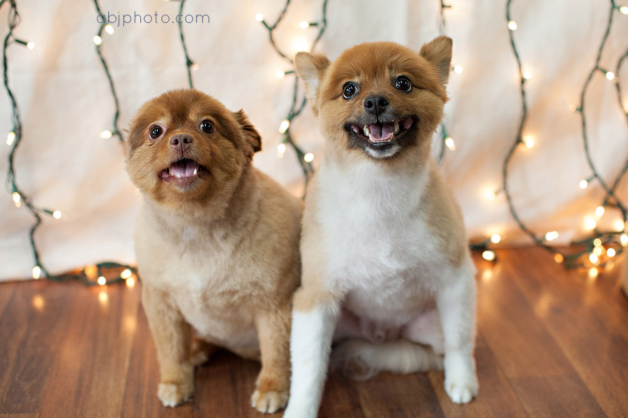 Dog portrait studio Roswell | Club K9 Dog grooming and portraits ABJ ...