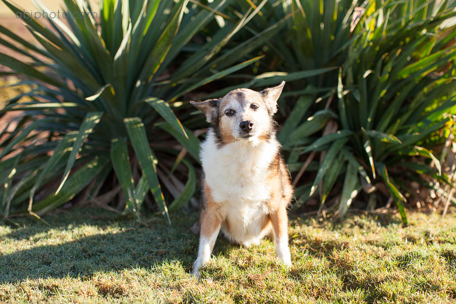 Atlanta Dog Portrait Photographer | Daisy - ABJ Photography Blog