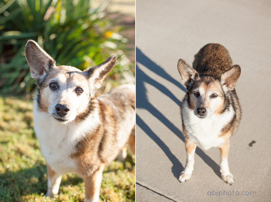 Atlanta Dog Portrait Photographer | Daisy - ABJ Photography Blog