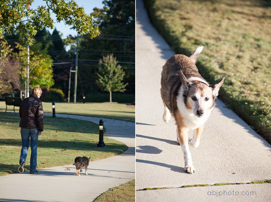 Atlanta Dog Portrait Photographer | Daisy - ABJ Photography Blog