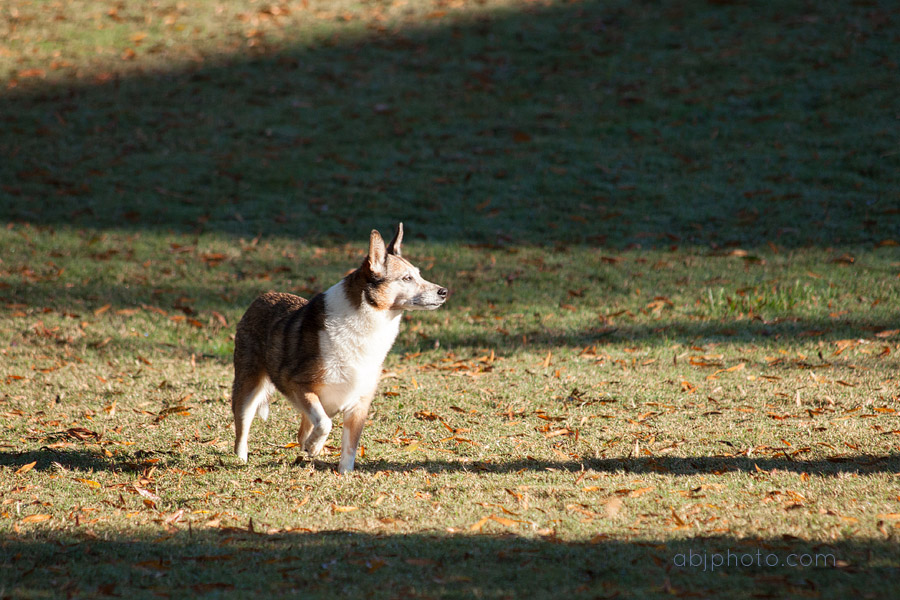 Atlanta Dog Portrait Photographer | Daisy - ABJ Photography Blog
