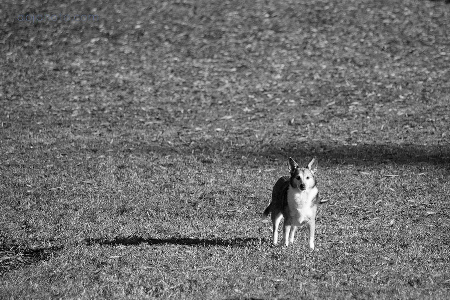 Atlanta Dog Portrait Photographer | Daisy - ABJ Photography Blog