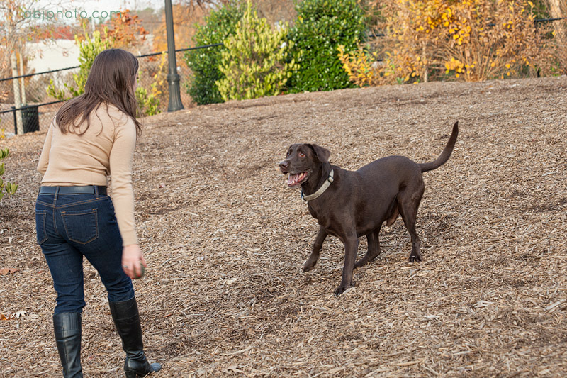 Dog Portraits Piedmont Park Atlanta | Alyssa + Winston - ABJ ...