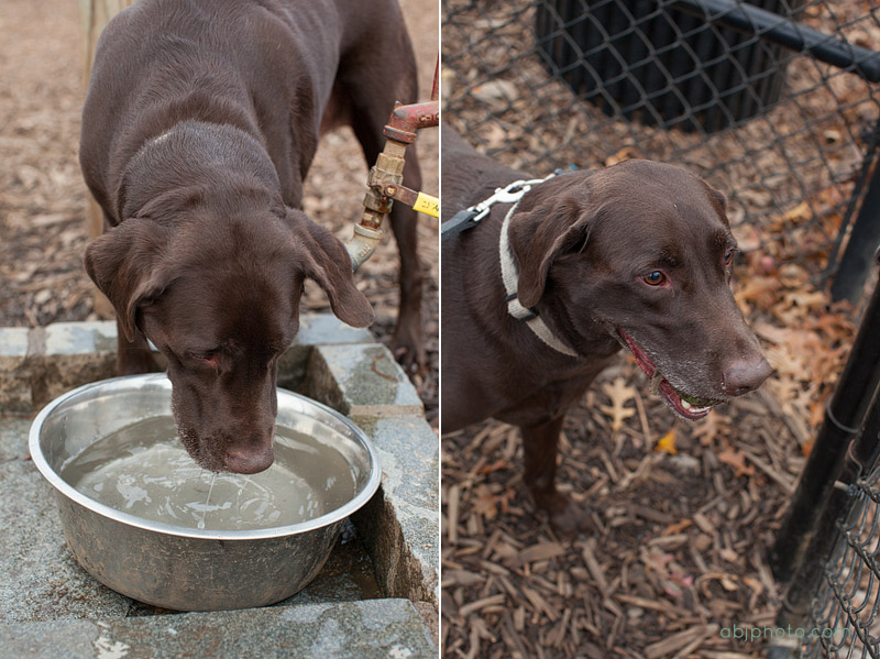 Dog Portraits Piedmont Park Atlanta | Alyssa + Winston - ABJ ...